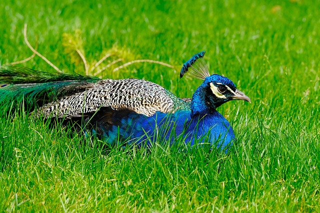 Peacock Bird Colourful - Free photo on Pixabay