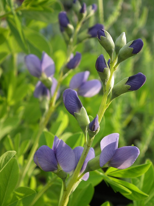 Indigo Blue Plant - Free photo on Pixabay