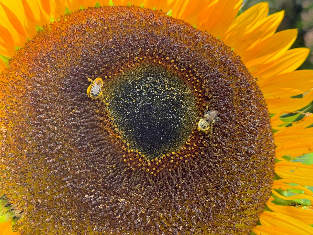 Large Sunflower With Bees - Free photo on Pixabay