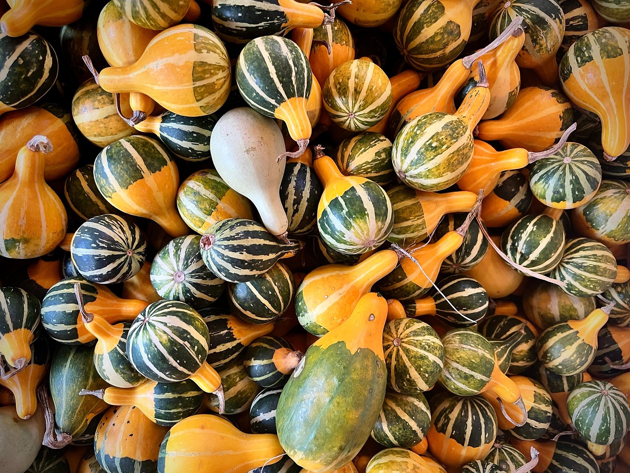 Ornamental Pumpkin Autumn - Free photo on Pixabay