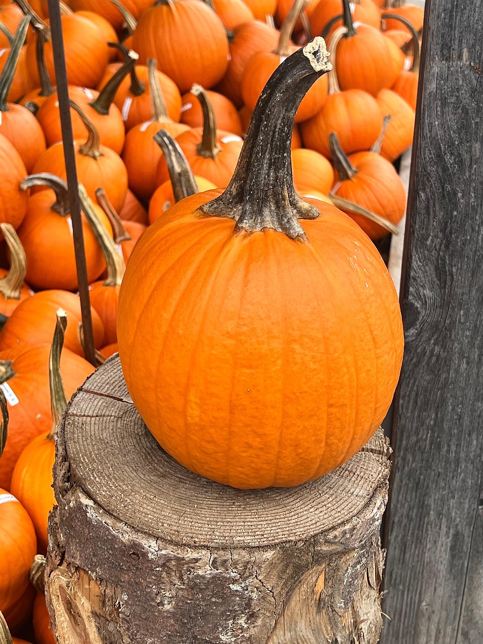 Ornamental Pumpkin Autumn - Free photo on Pixabay