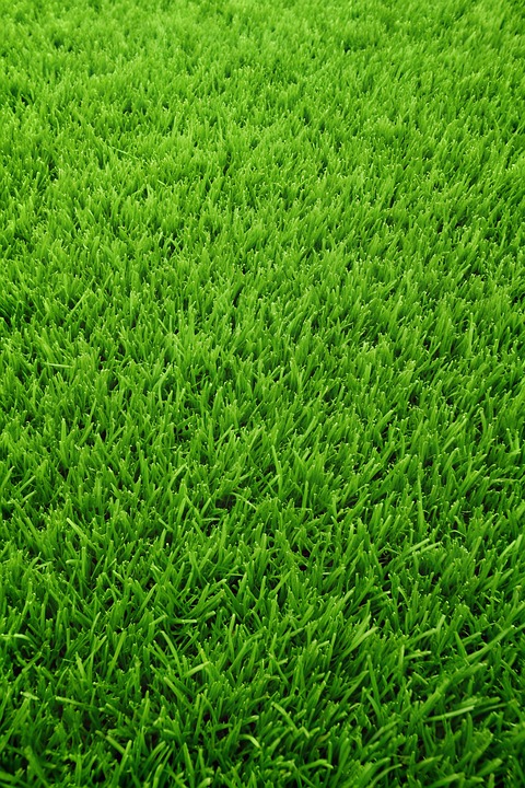 Rumput Alam Hijau - Gambar gratis di Pixabay