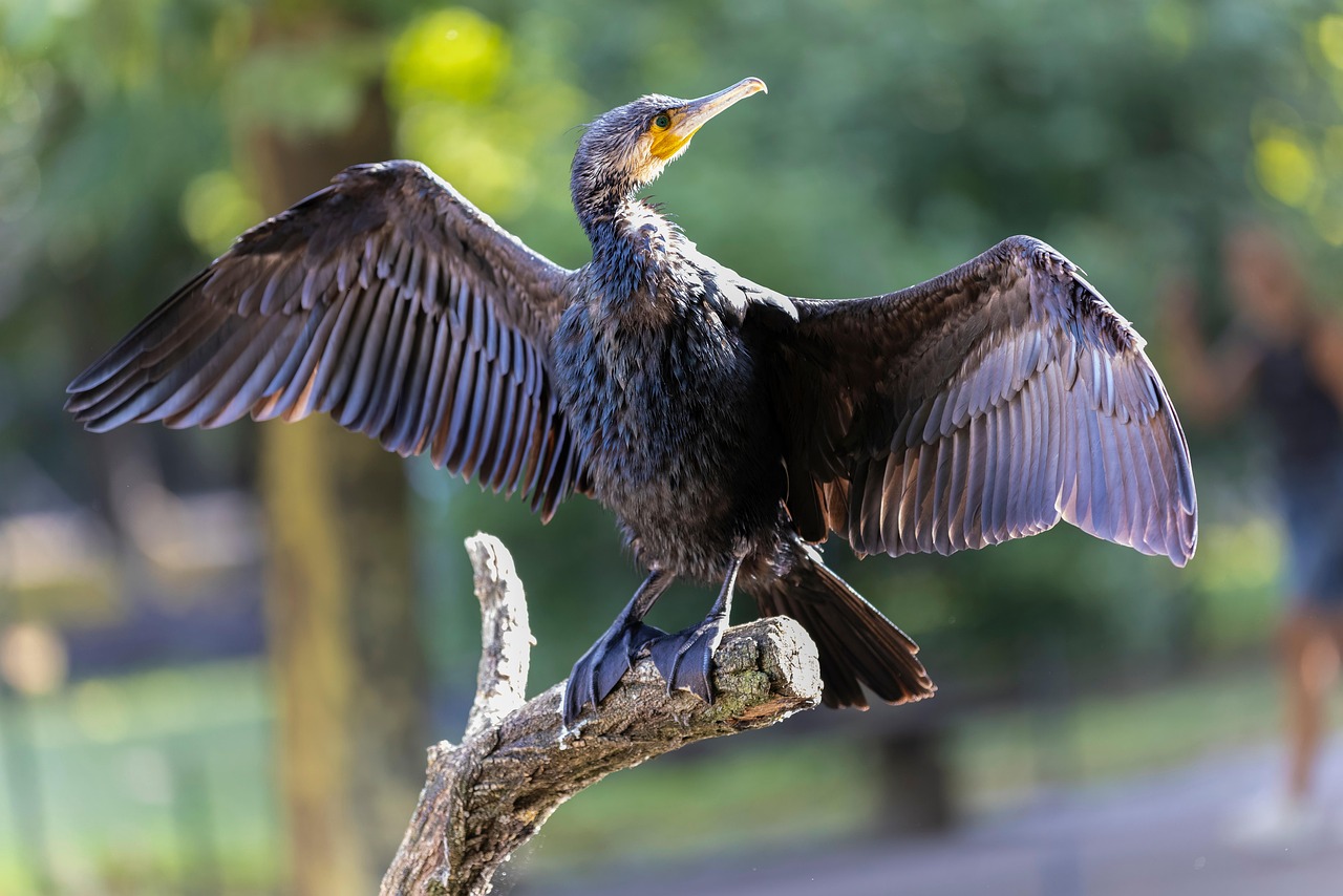 Cormorant Bird Animal - Free photo on Pixabay