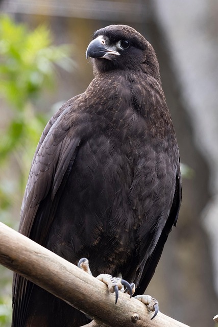 Falkland Caracara Bird Animal - Free photo on Pixabay