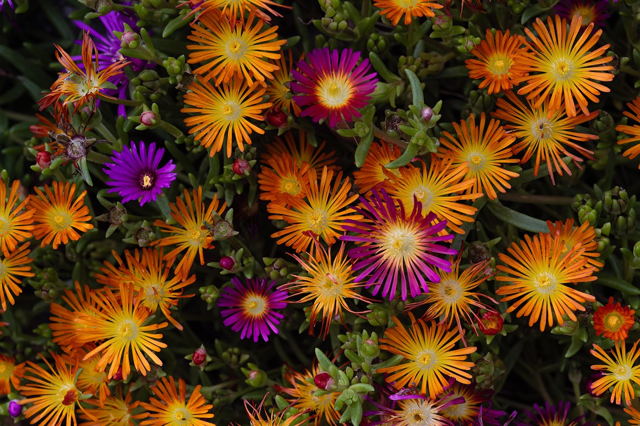 Flowers Plants Flower Field - Free photo on Pixabay