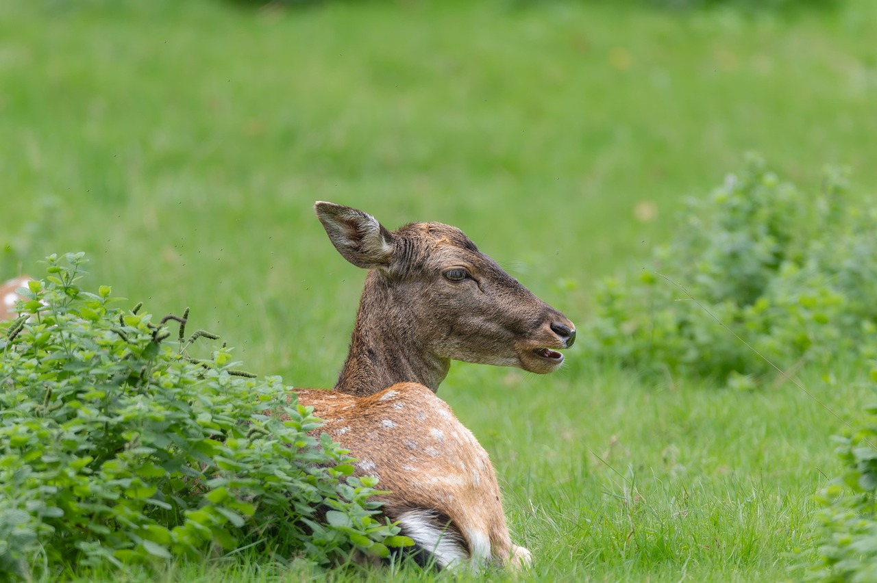 Red Deer Animal - Free photo on Pixabay