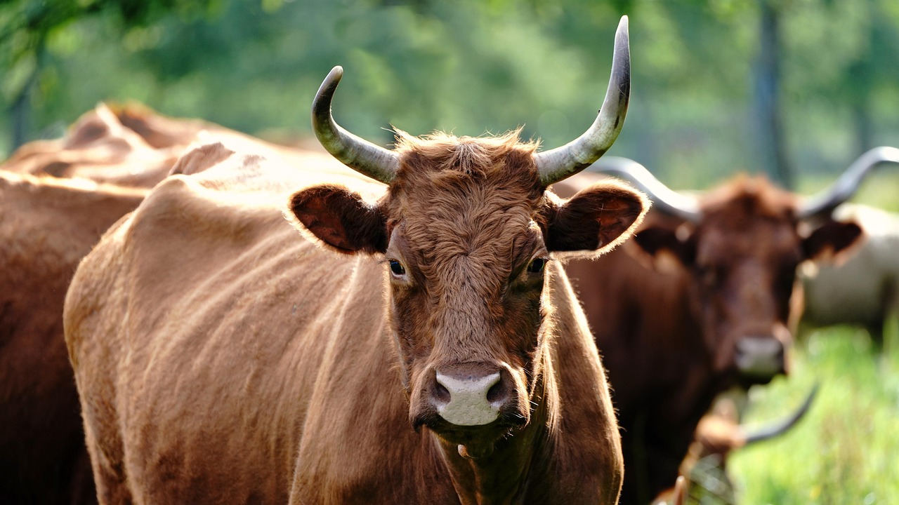 20,000+ Free 4K Cow & Beautiful Wallpaper Images - Pixabay