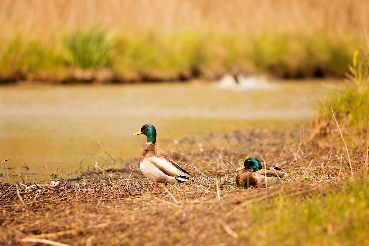 Duck Nature Couple - Free photo on Pixabay