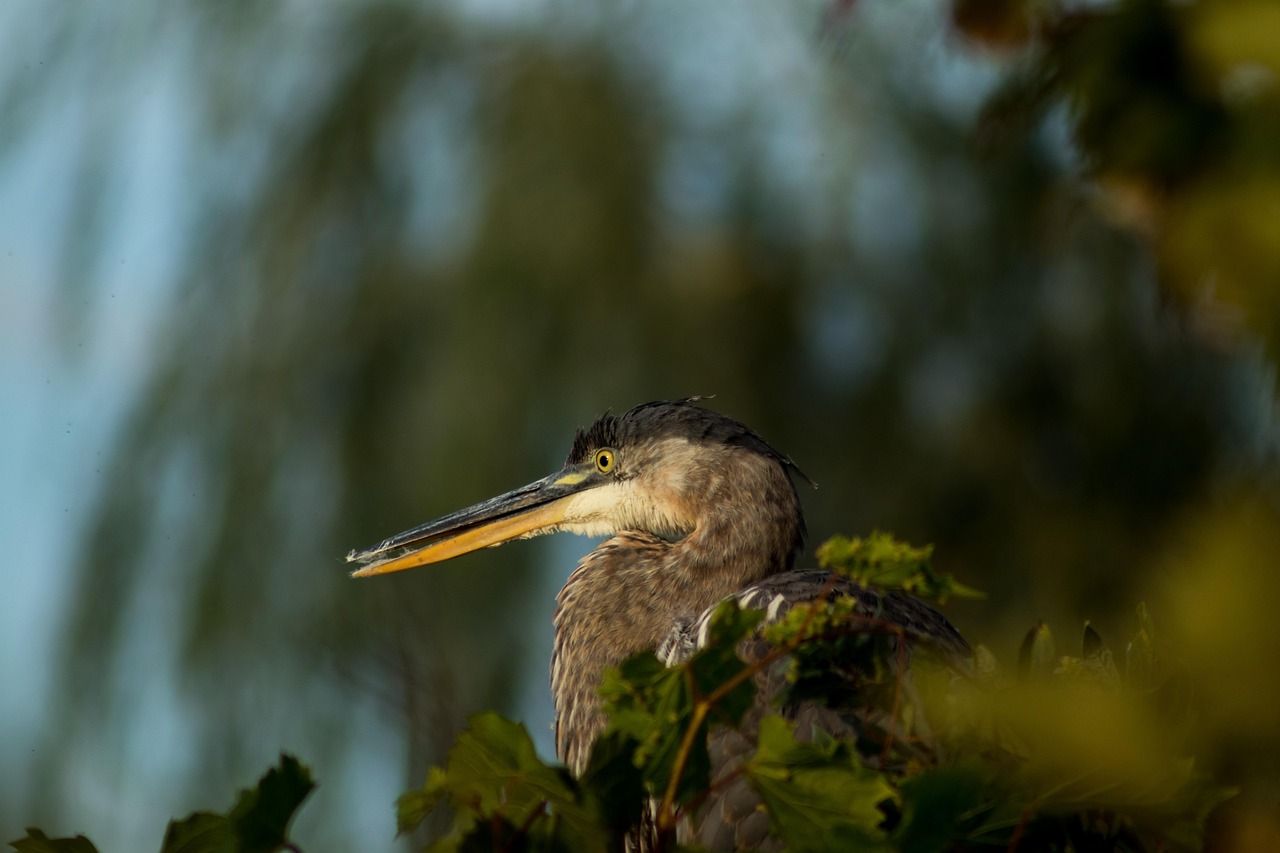 Great Blue Heron Bird - Free photo on Pixabay