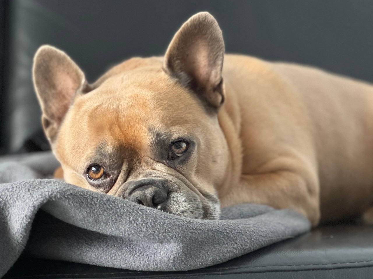 French Bulldog Dog Animal - Free photo on Pixabay