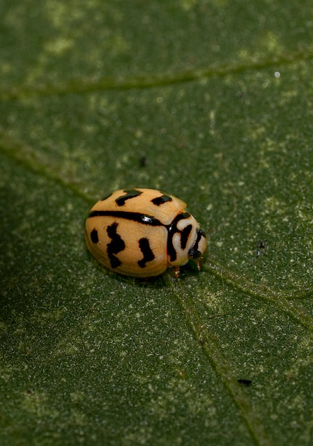 Insect Ladybug Bug - Free photo on Pixabay