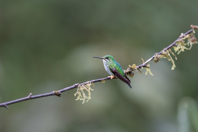 Rufous-Undertail Hummingbird - Free photo on Pixabay