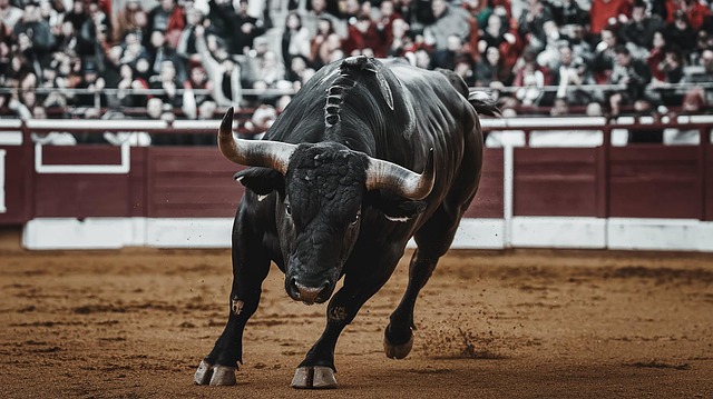 Download Fighting Bull, Spanish Fighting Bull, Powerful Bull. Royalty ...
