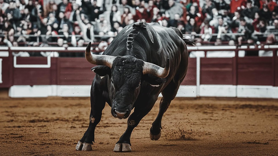 Download Fighting Bull, Spanish Fighting Bull, Powerful Bull. Royalty ...