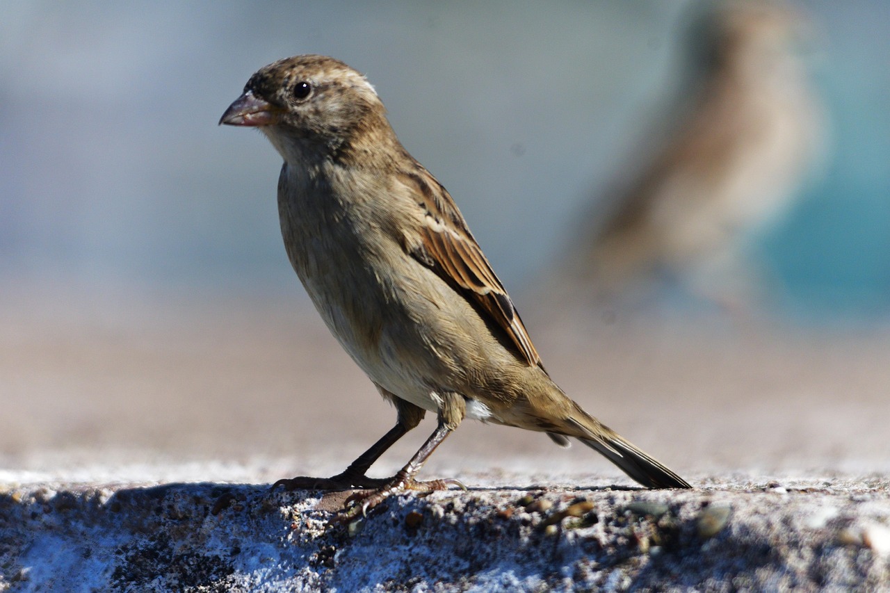 Pardal Natureza - Foto gratuita no Pixabay
