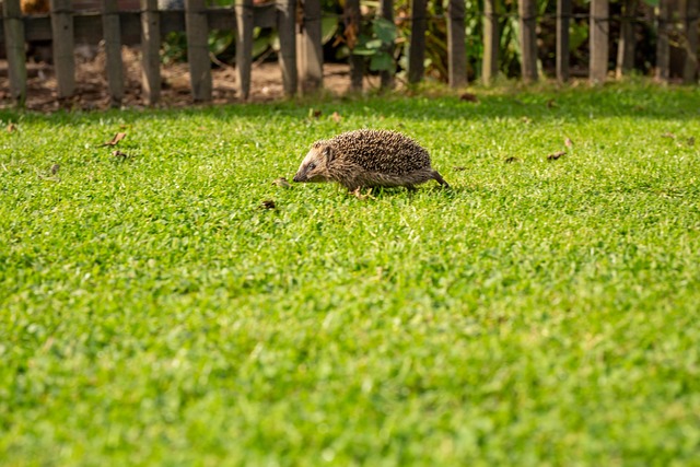 Nature Outdoors Animal - Free photo on Pixabay