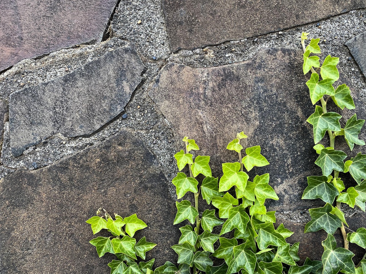 Ivy Nature Green - Free photo on Pixabay