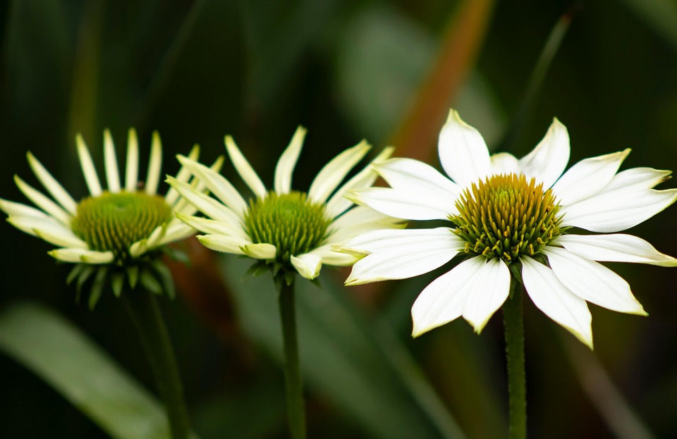 Echinacea Flowers Plant - Free photo on Pixabay