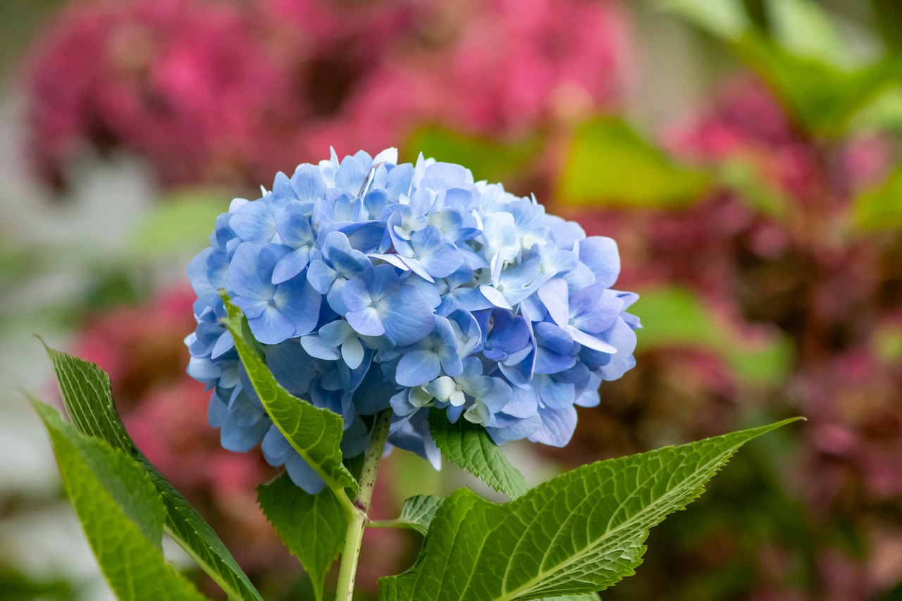 Hortensie Blumen Garten Blaue - Kostenloses Foto auf Pixabay