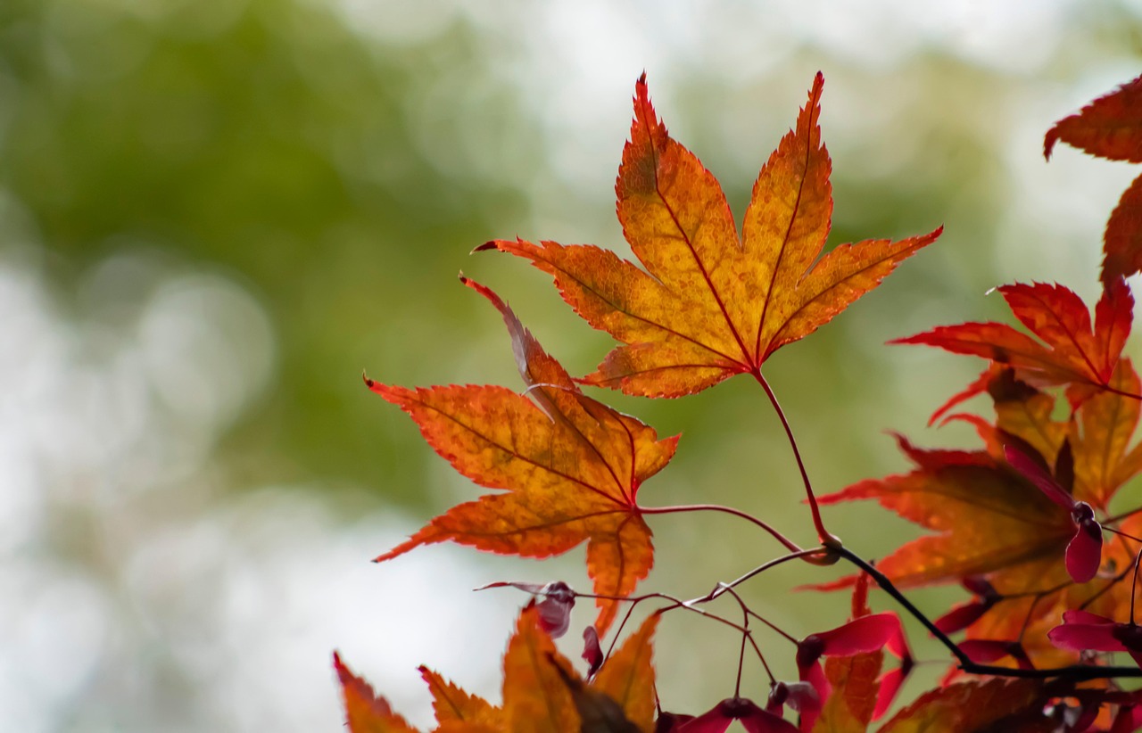 Leaves Autumn Fall - Free photo on Pixabay