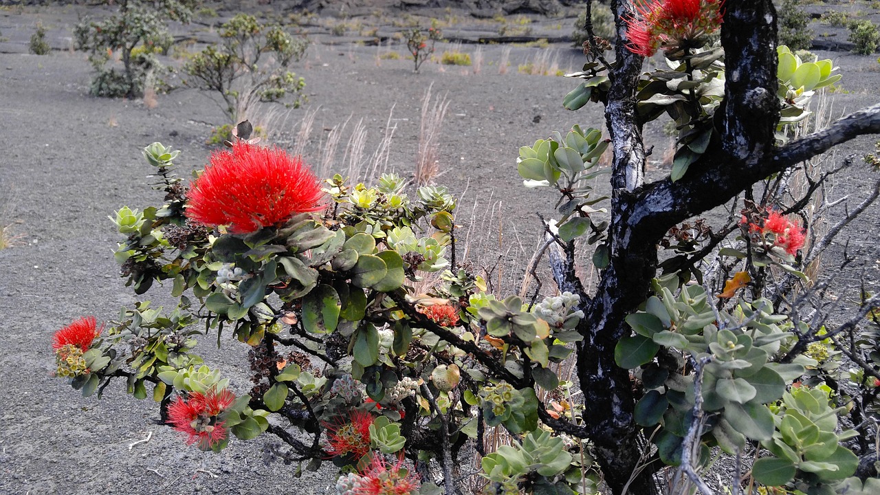 Hawaii Nature Lava - Free photo on Pixabay