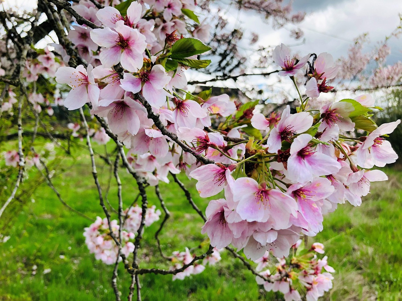 Primavera Natureza Flores - Foto gratuita no Pixabay