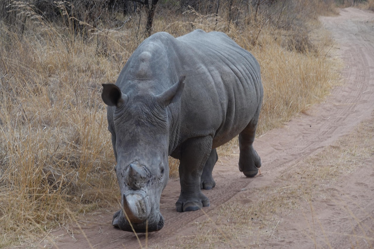 Rhinoceros Rhino Animal - Free photo on Pixabay