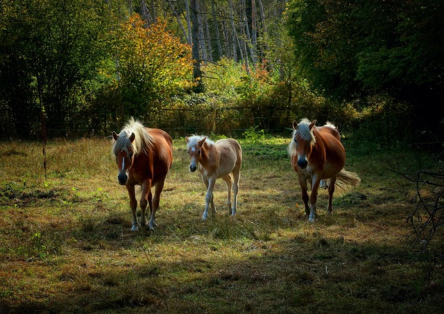 4,000+ Free Mare Foal & Foal Images - Pixabay