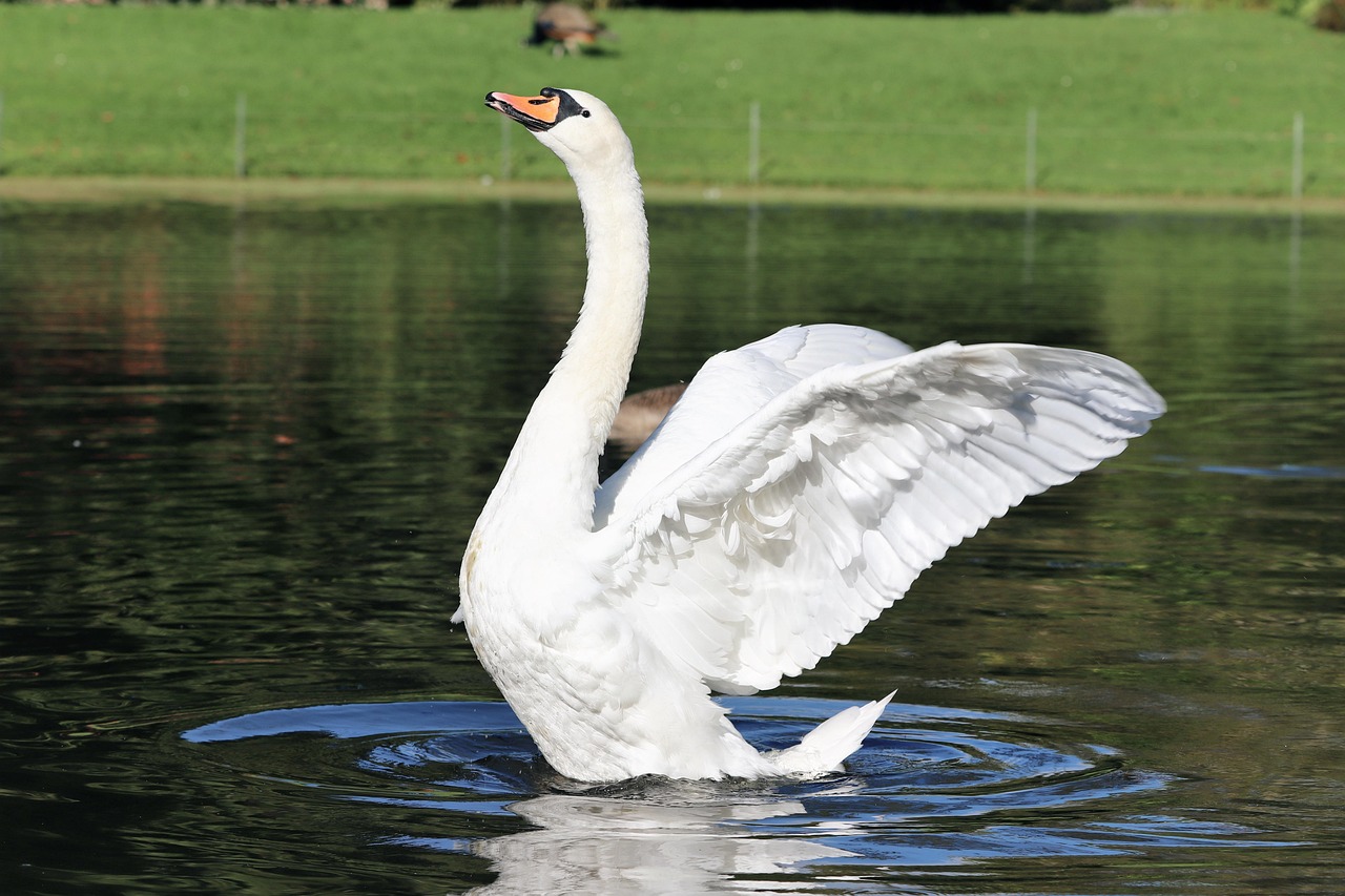 Swan Bird Animal White - Free photo on Pixabay