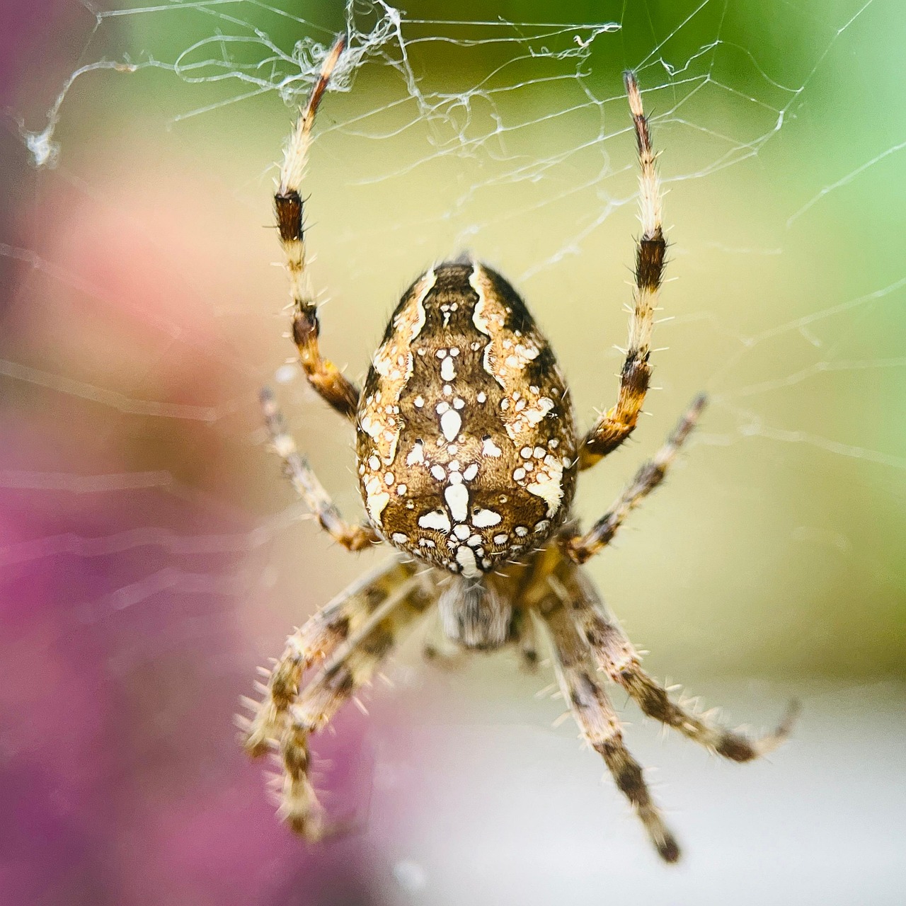 Garden Spider Spin Web - Free photo on Pixabay