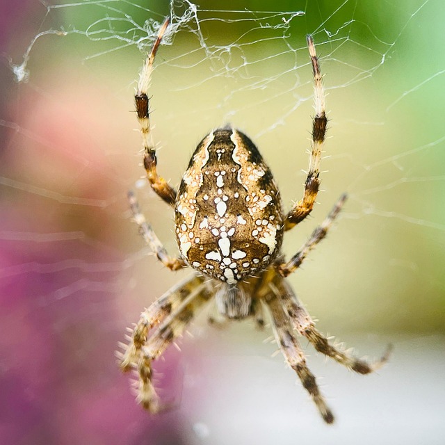 Garden Spider Spin Web - Free photo on Pixabay