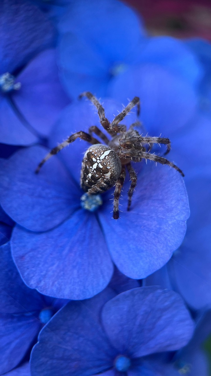 Spider Hydrangea Flowers - Free photo on Pixabay