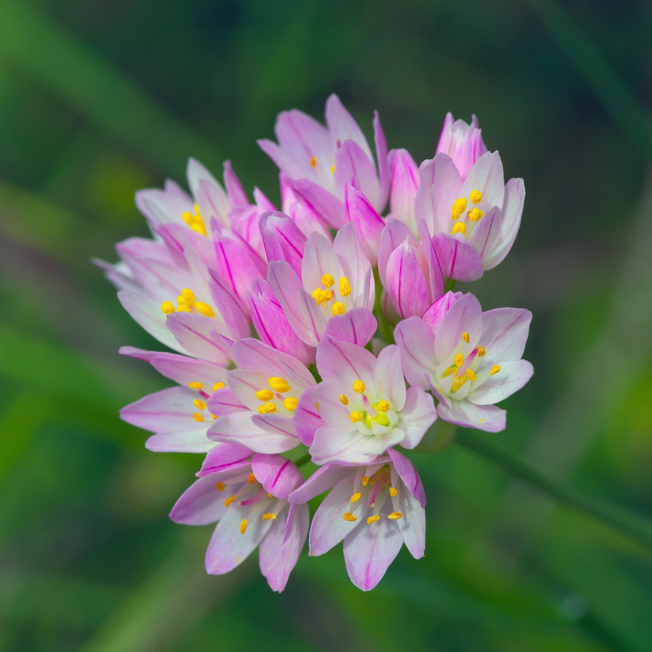 Rosy Garlic Flower Plant Pink - Free photo on Pixabay