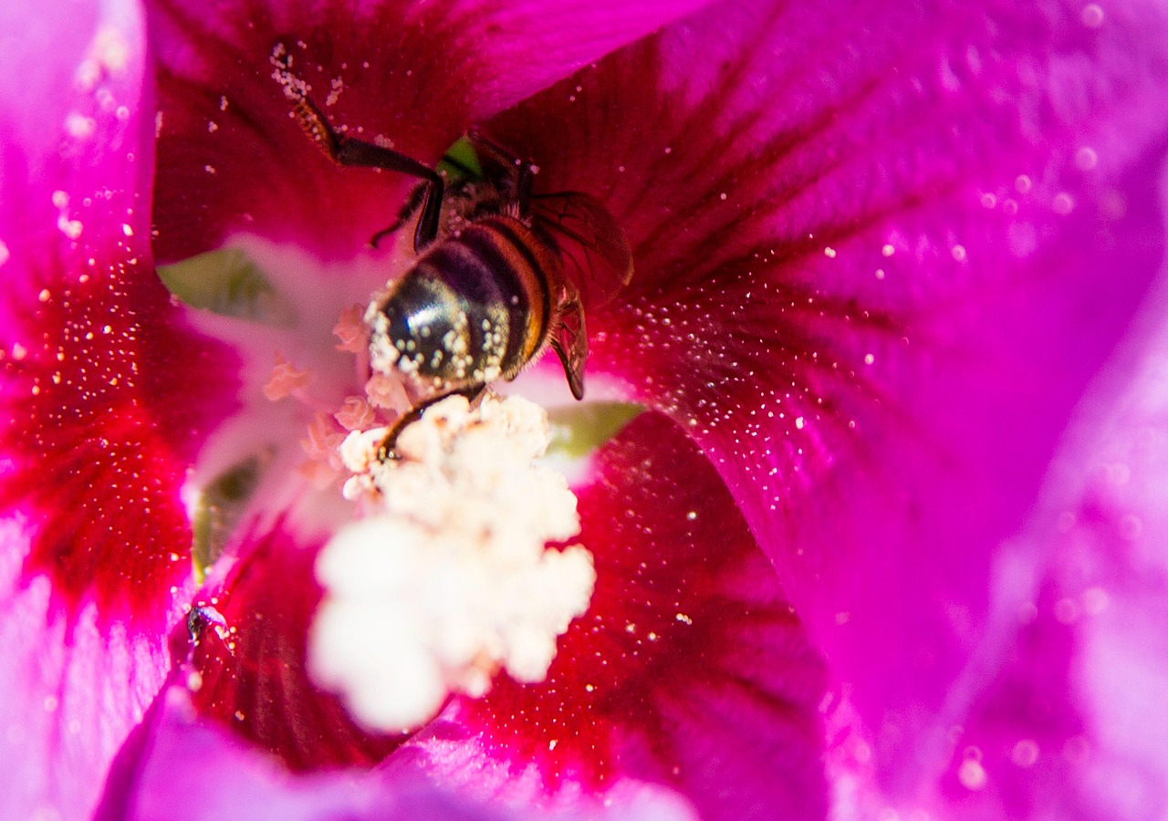 Bee Insect Animal - Free photo on Pixabay
