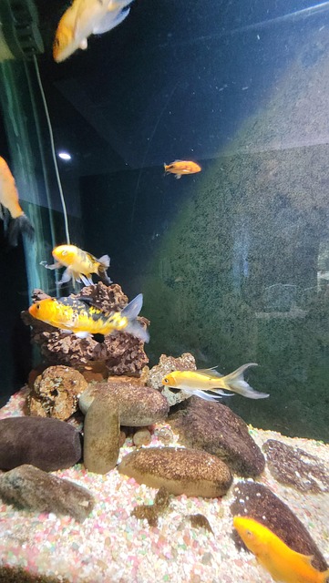 Fische Wasser Aquarium - Kostenloses Foto auf Pixabay