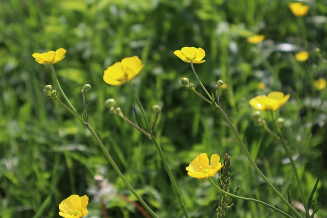 Flower Buttercup Nature - Free photo on Pixabay