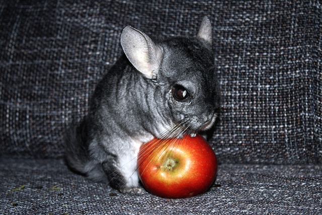 Chinchilla Rodent Apple - Free photo on Pixabay
