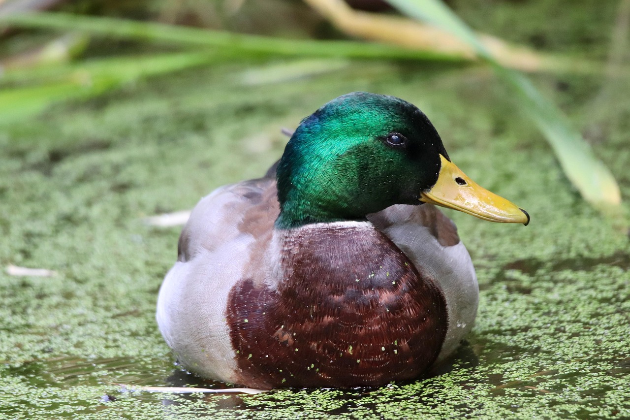 Mallard Duck Drake - Free photo on Pixabay