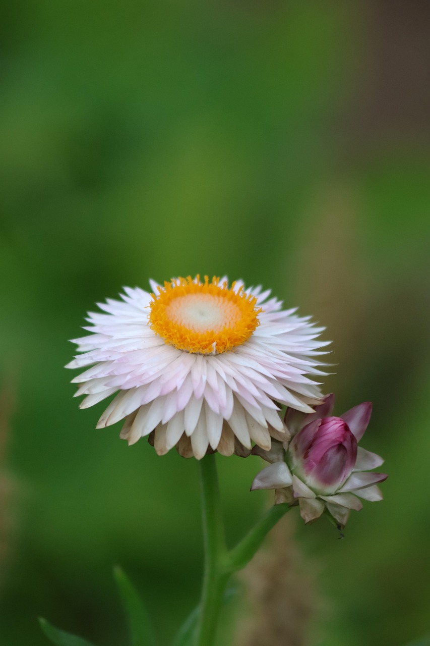 Strawflower Flower Plant - Free photo on Pixabay