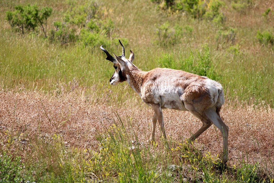 Antelope Animal Wildlife - Free photo on Pixabay