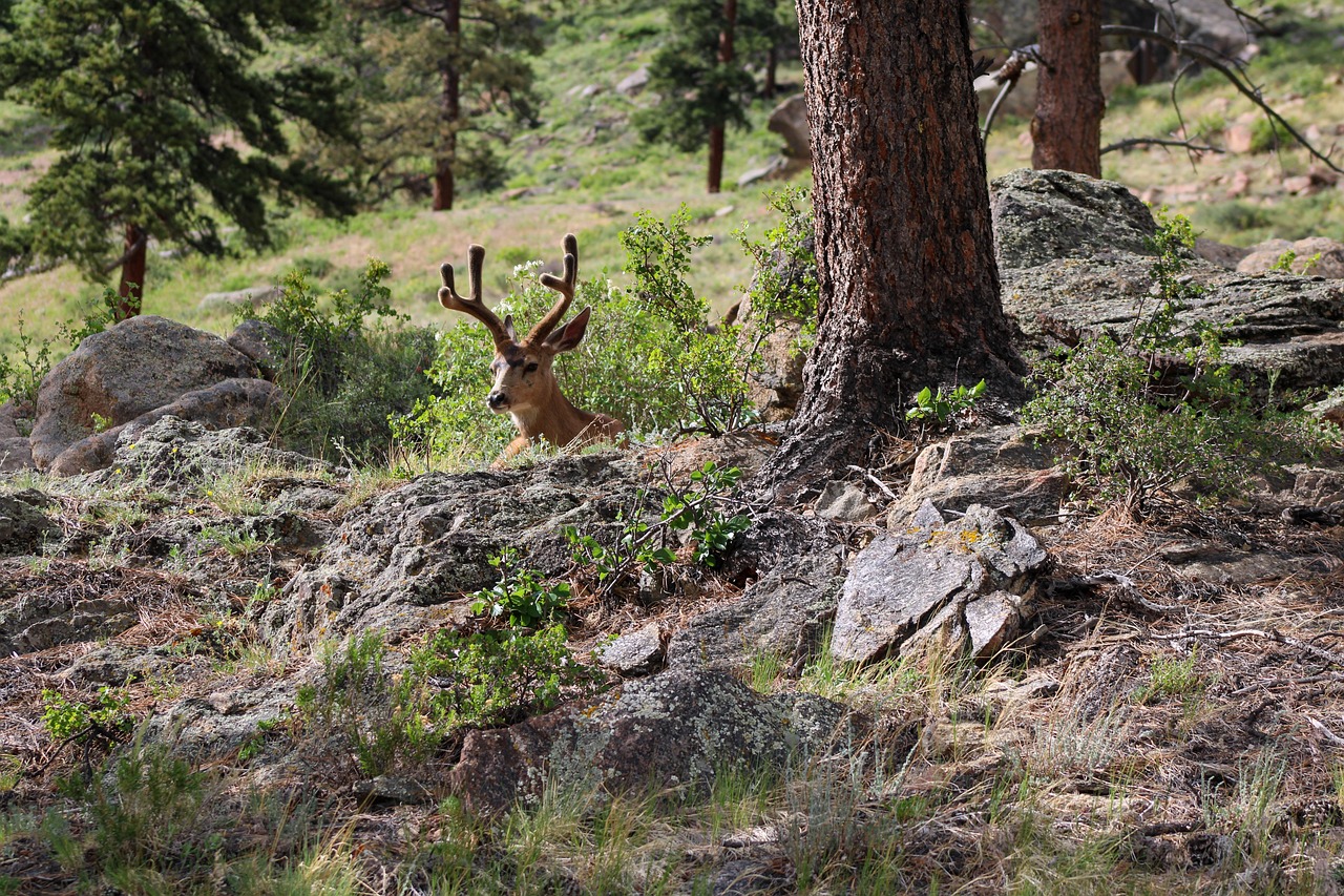 Deer Rocky Mountain National Park - Free photo on Pixabay