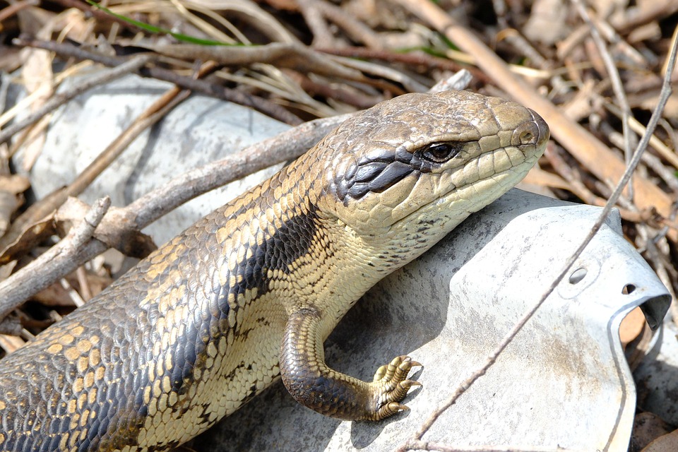Blue-Tongued Skink Lizard Reptile - Free photo on Pixabay