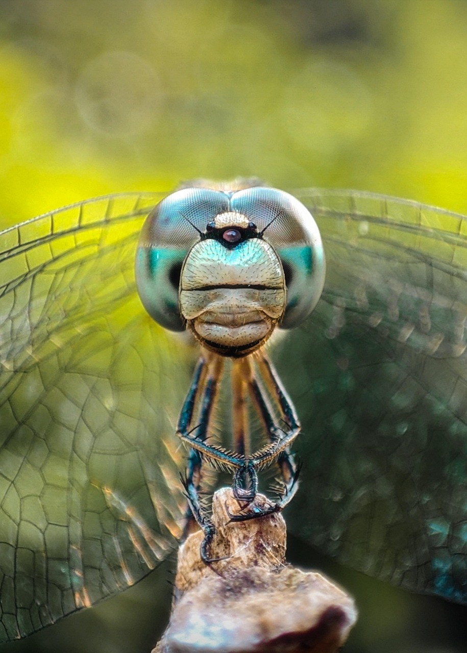 Libelle Insekt Natur - Kostenloses Foto auf Pixabay