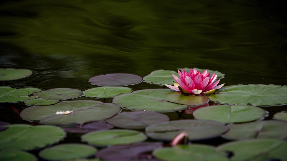 Lotus Flower Plant - Free photo on Pixabay
