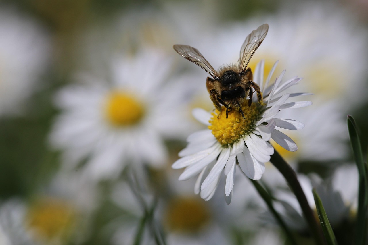 Daisy Flower Bloom - Free photo on Pixabay