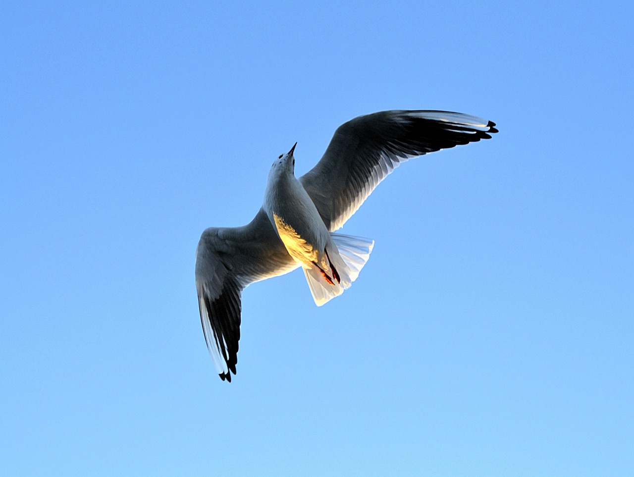 Harbour Cruise Bird Flight - Free photo on Pixabay