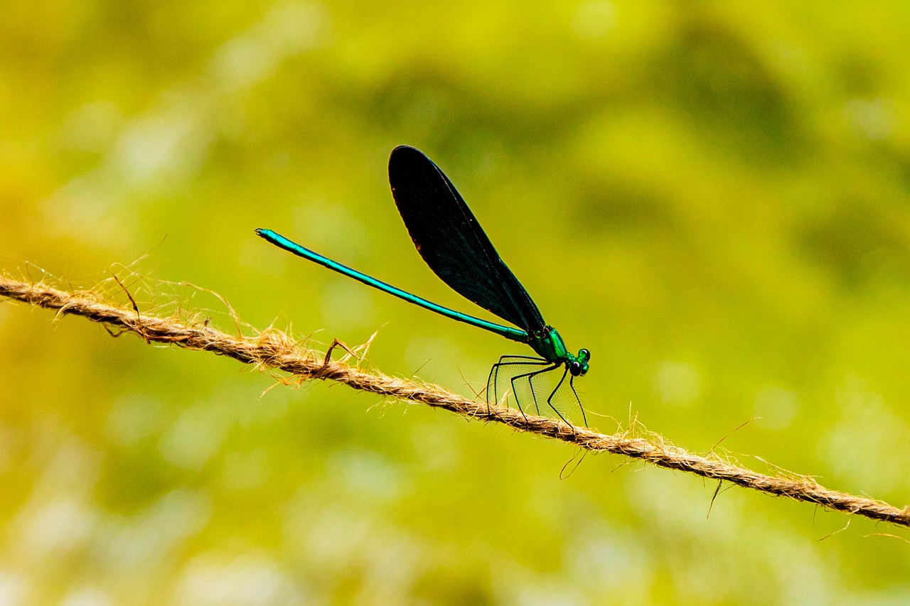 Dragonfly Insect Nature - Free photo on Pixabay
