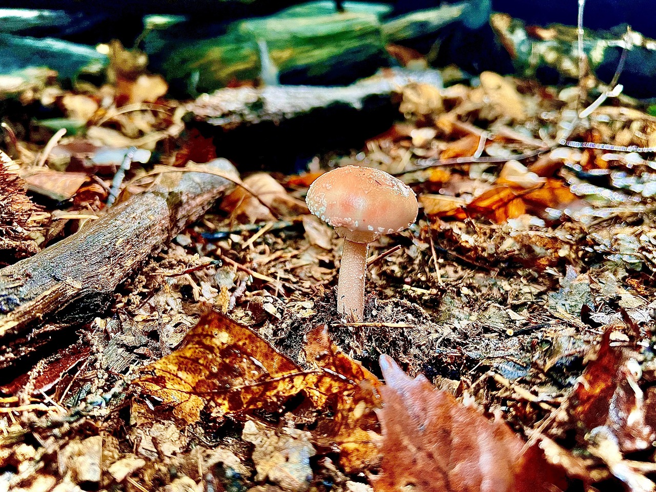 Mushroom Fungus Nature - Free photo on Pixabay