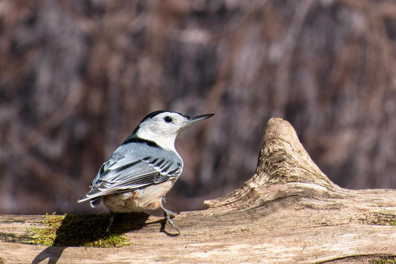 White-Breasted Nuthatch - Free photo on Pixabay