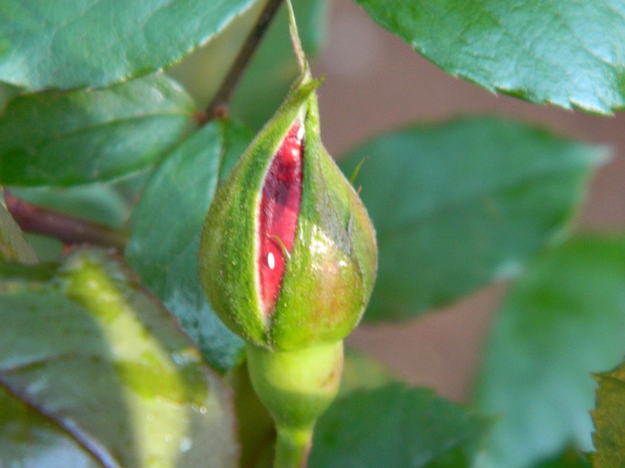 Tunas Kuntum Bunga Mawar - Foto gratis di Pixabay